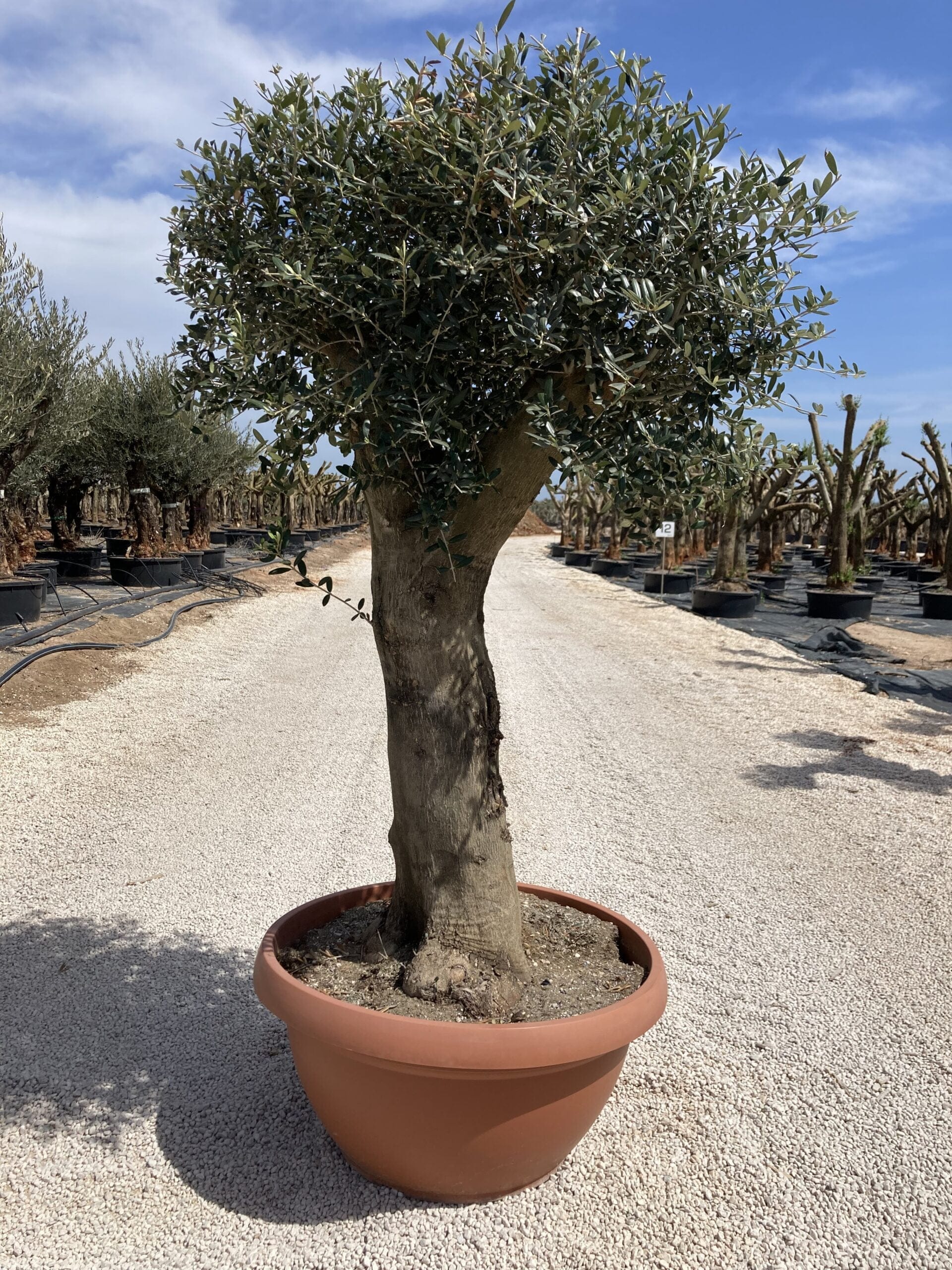 Olijfboom - Olea Europaea 220/240 cm Stamdikte 60 cm - HaagEnzo